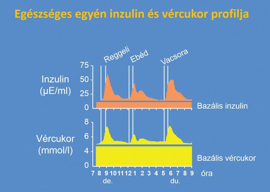 Cukorbetegség és inzulinkezelés felnőttkorban 2. - vércukoremelkedés és ...